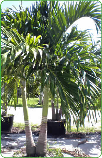 COVE FARMS – Wholesale Palm Tree Grower