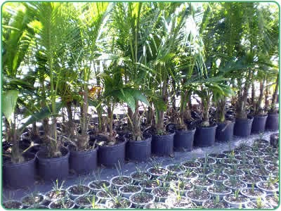 Palm trees for Nurseries & Landscaping Companies – COVE FARMS