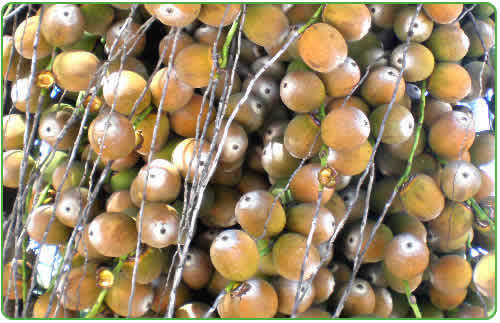 The Queen Palm – COVE FARMS