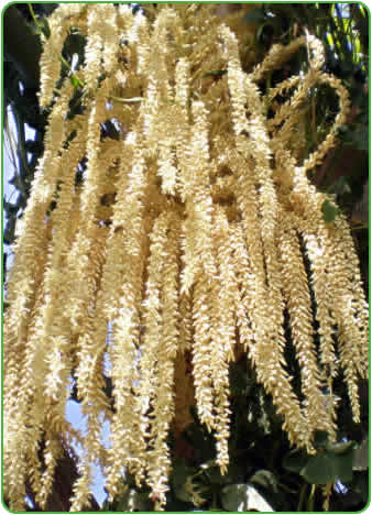 The Queen Palm – COVE FARMS